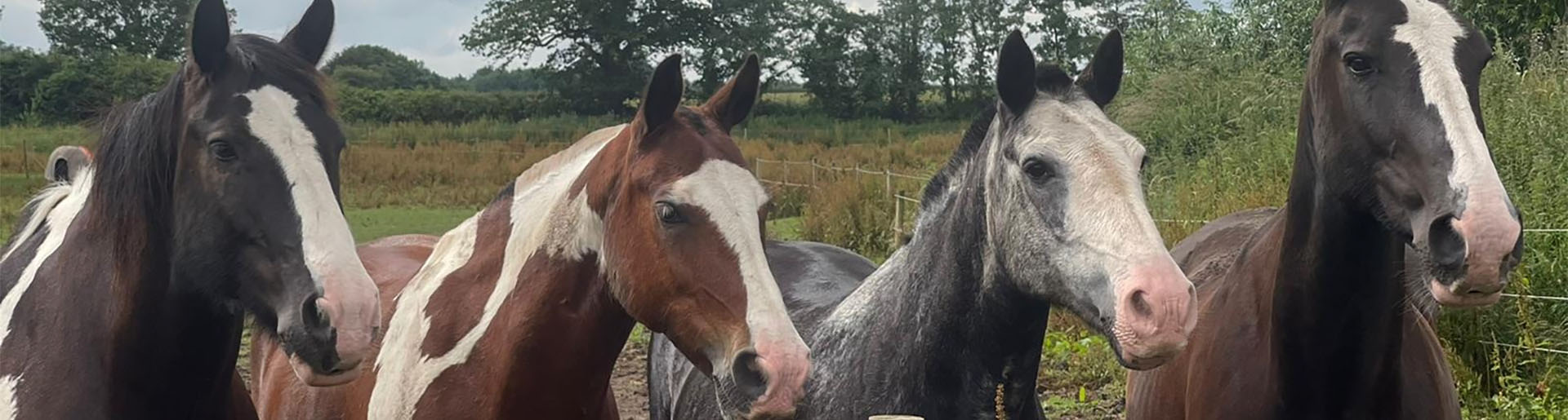 Jayne Goodwin | Upper Hattons Stables | Wolverhampton, West Midlands